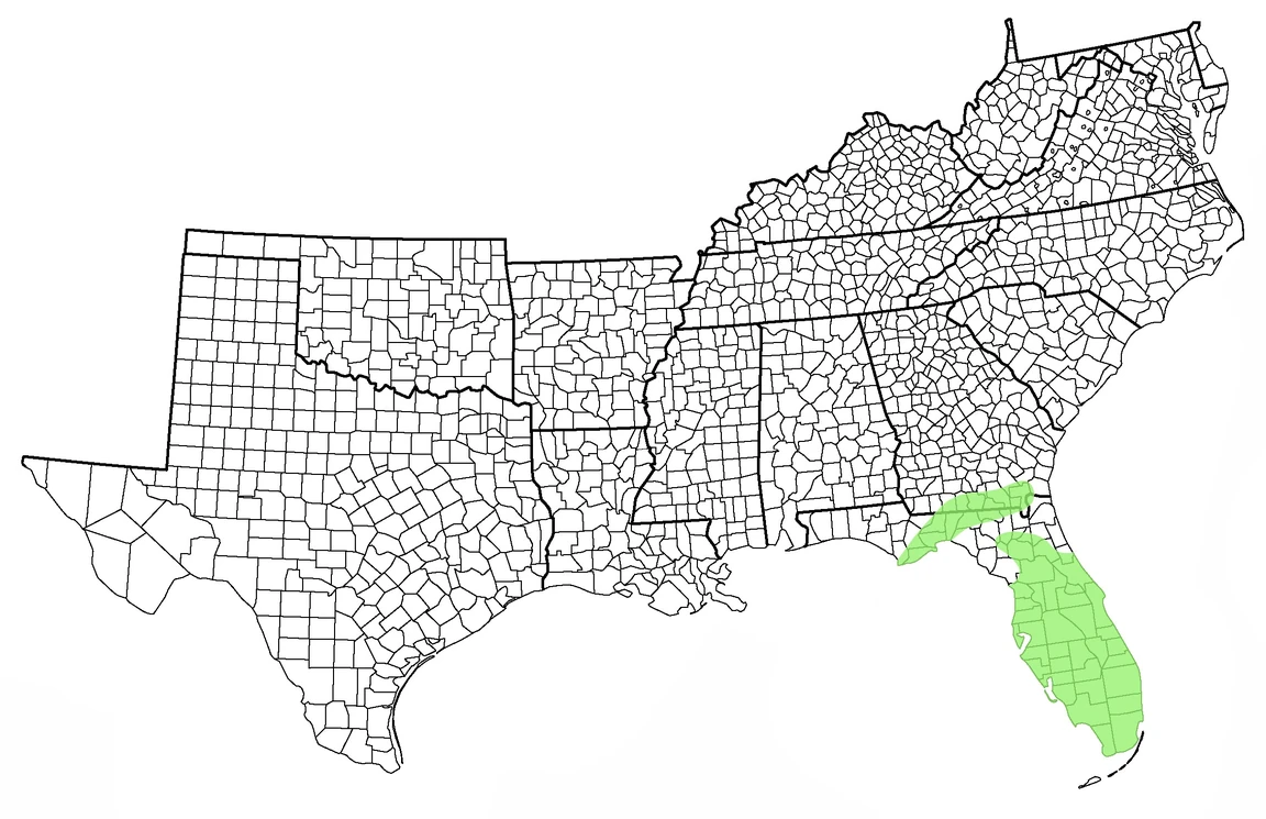 Neofiber alleni-Round-tailed Muskrat | Wildlife of the American South ...