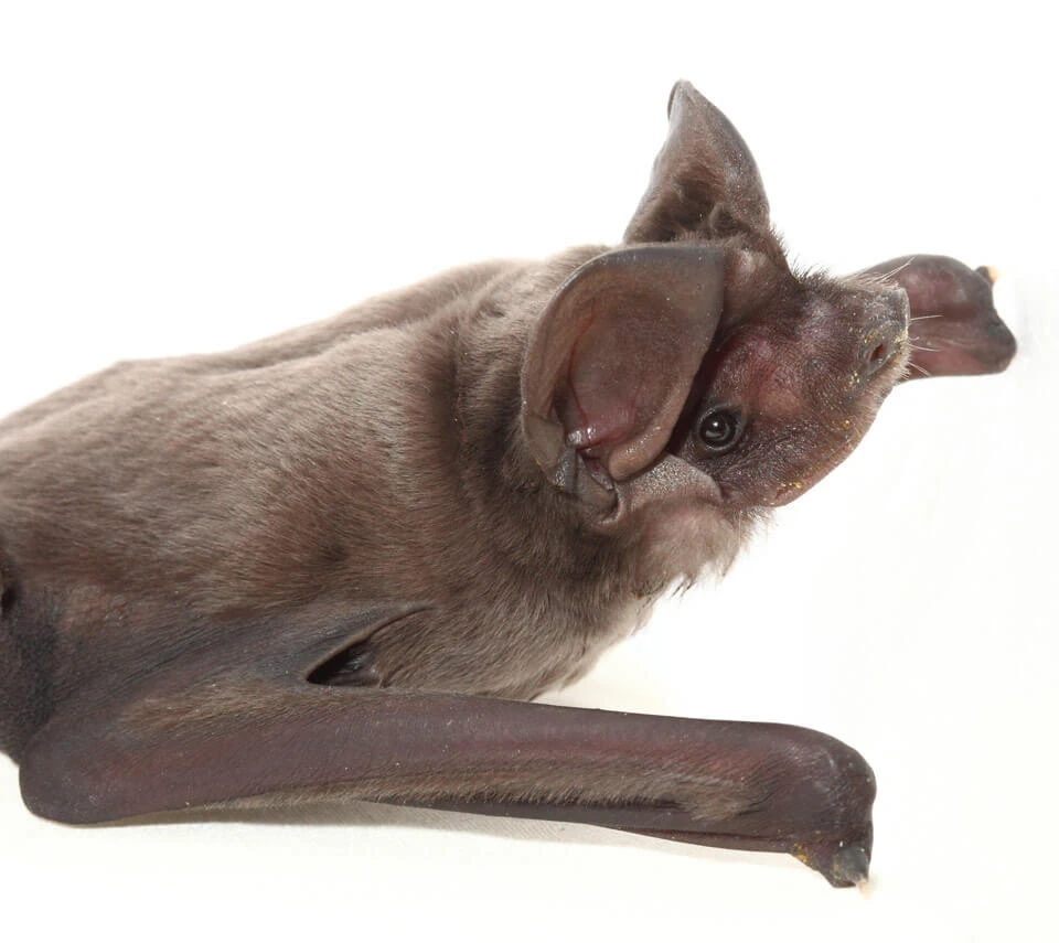 Eumops floridanus-Florida Bonneted Bat | Wildlife of the American South ...