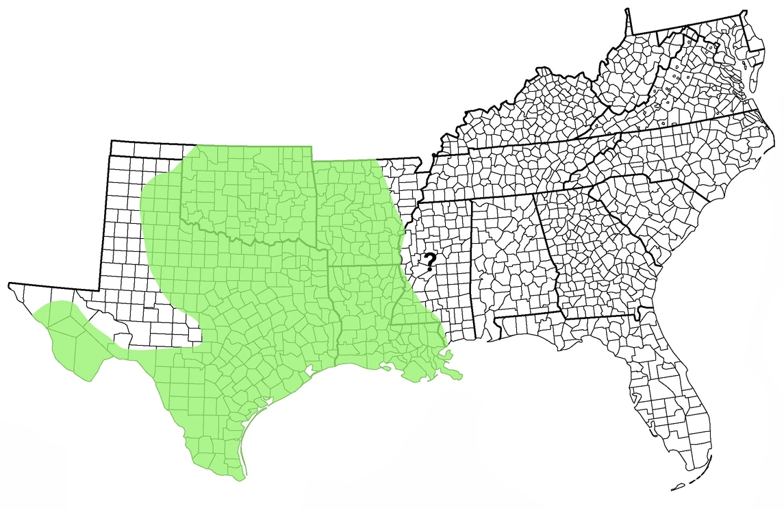 Reithrodontomys fulvescens-Fulvous Harvest Mouse | Wildlife of the ...