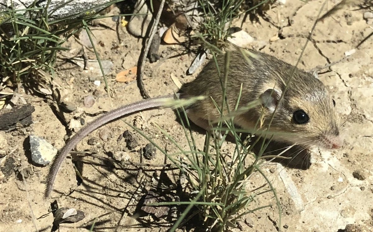 Perognathus merriami-Merriam's Pocket Mouse | Wildlife of the American ...