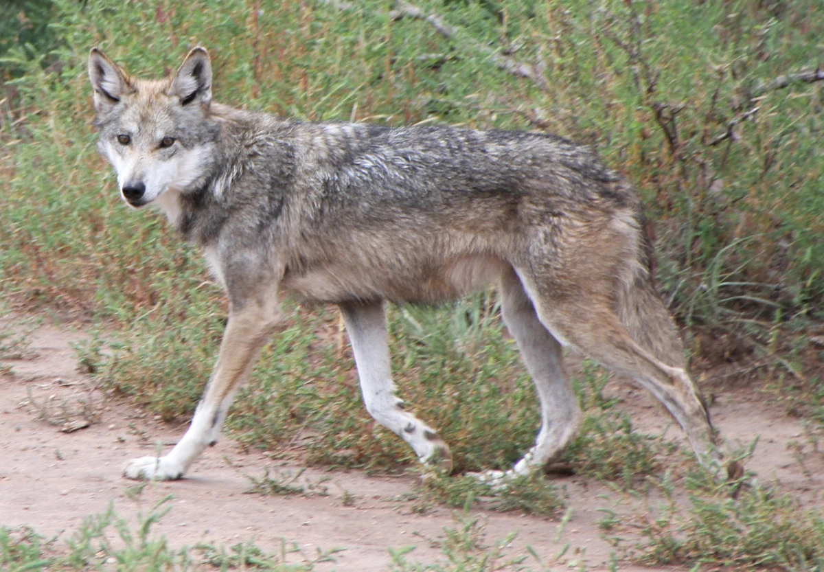 Canis lupus-Gray Wolf | Wildlife of the American South Wiki | Fandom