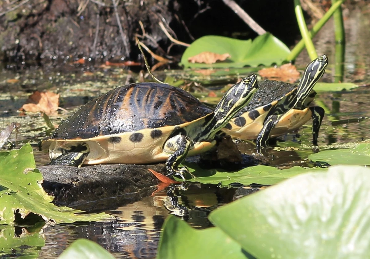Pseudemys peninsularis-Peninsula Cooter | Wildlife of the American ...