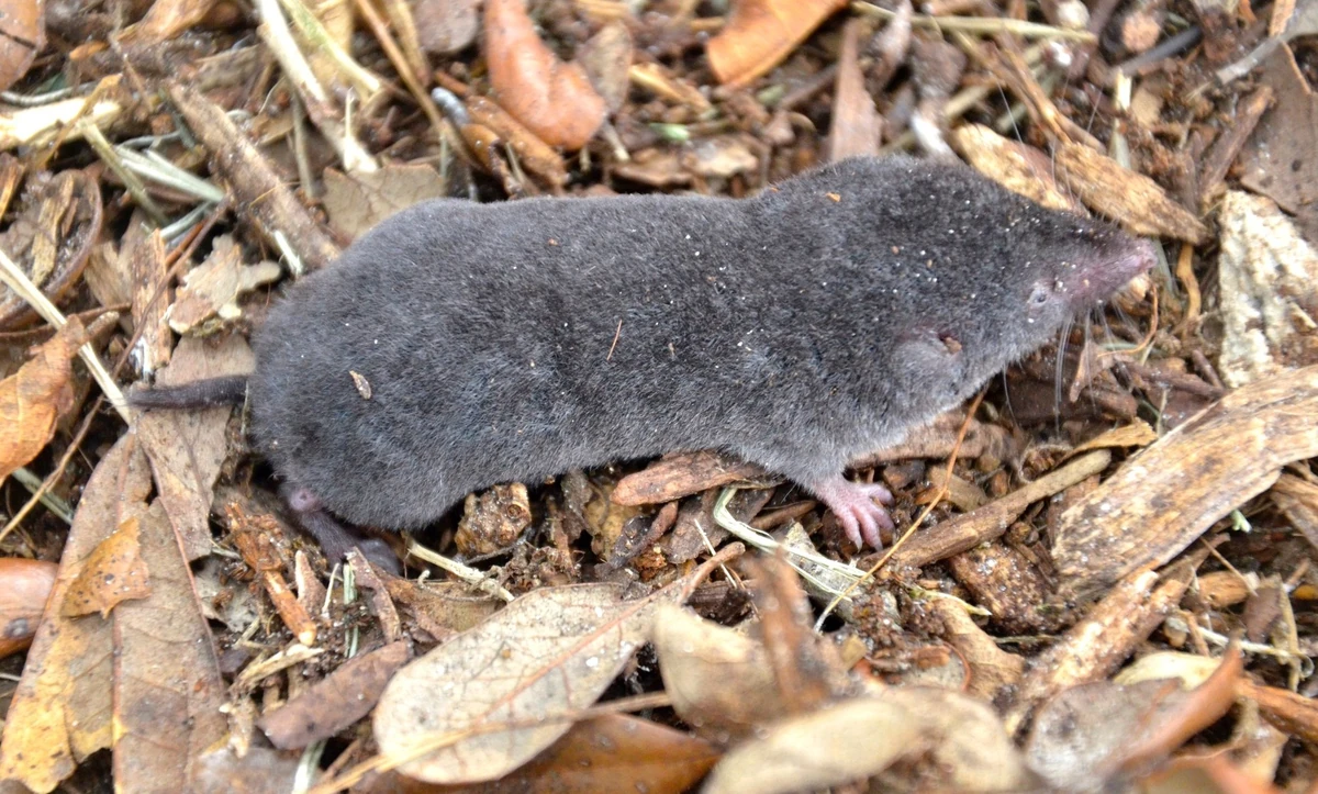 Blarina peninsulae-Everglades Short-tailed Shrew | Wildlife of the ...