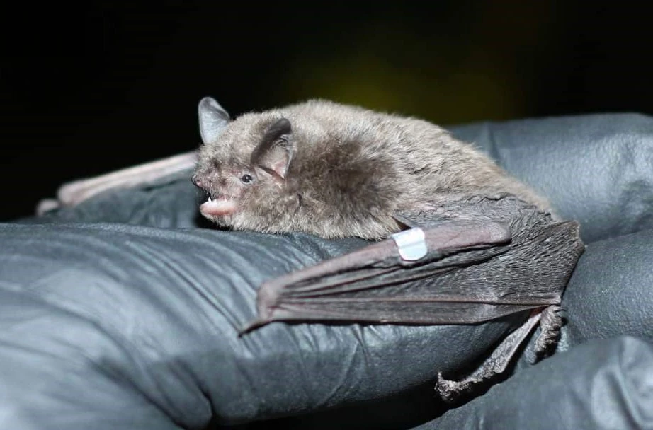 Myotis sodalis-Indiana Bat | Wildlife of the American South Wiki | Fandom