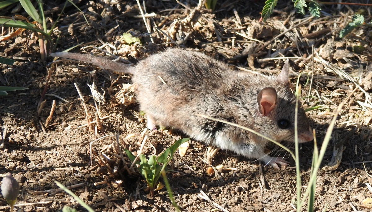 Onychomys arenicola-Chihuahuan Grasshopper Mouse | Wildlife of the ...