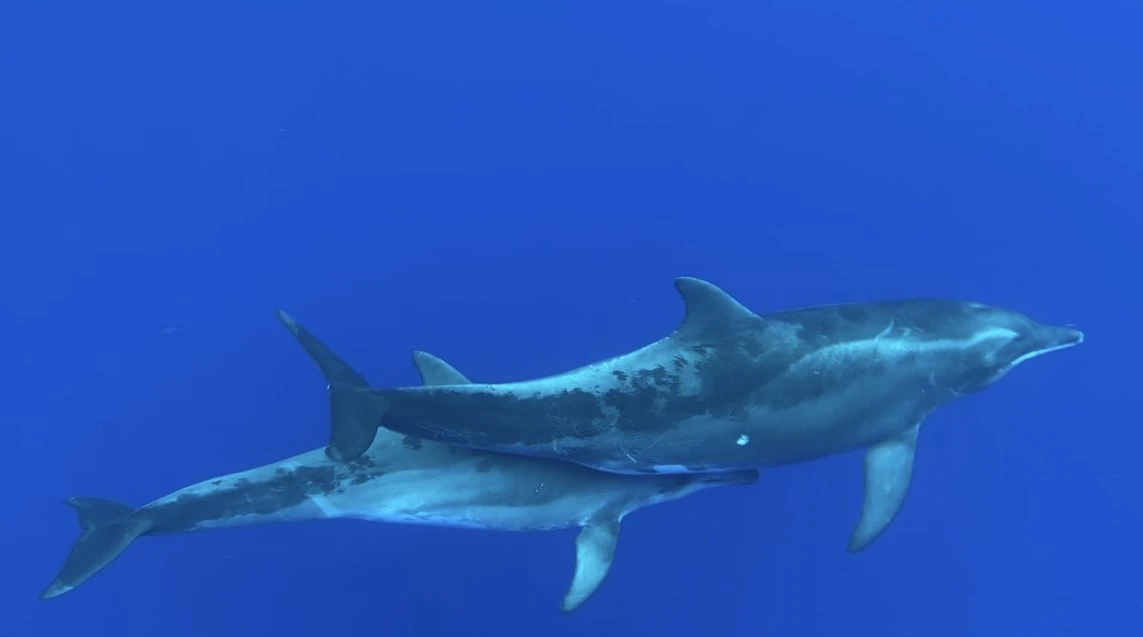 Steno bredanensis-Rough-toothed Dolphin | Wildlife of the American ...