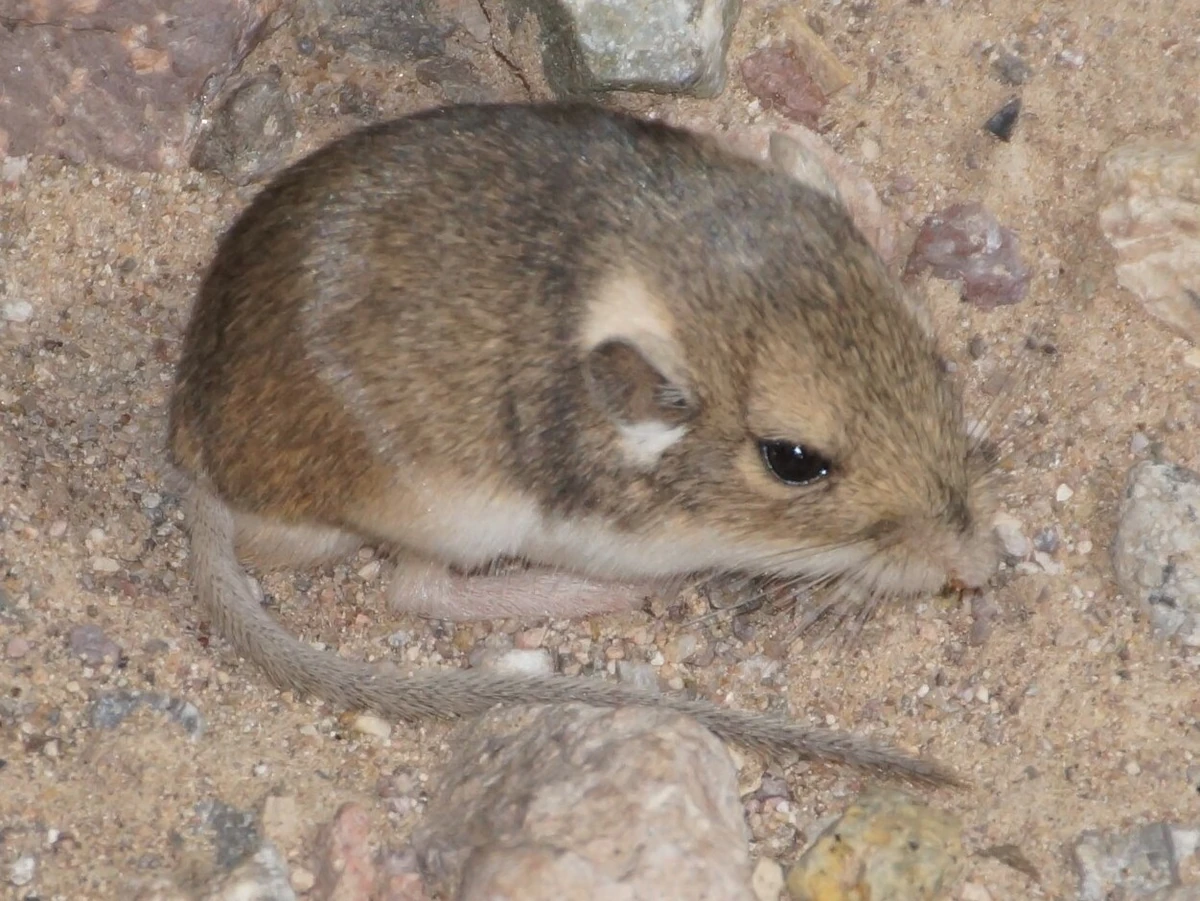 Perognathus flavus-Silky Pocket Mouse | Wildlife of the American South ...