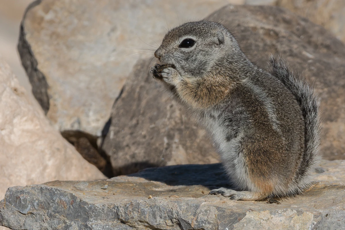 Ammospermophilus interpres-Texas Antelope Squirrel | Wildlife of the ...