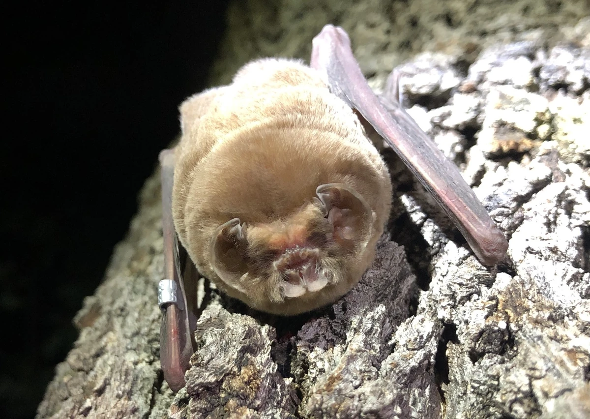 Mormoops megalophylla-Ghost-faced Bat | Wildlife of the American South ...