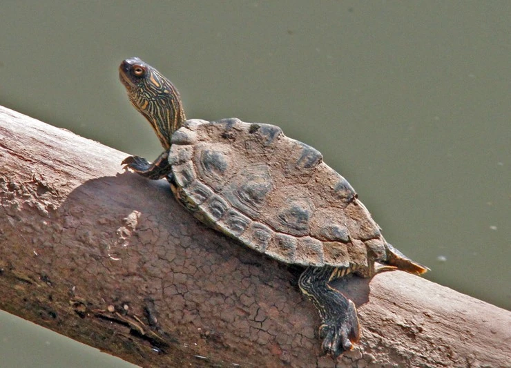 Graptemys versa-Texas Map Turtle | Wildlife of the American South Wiki ...