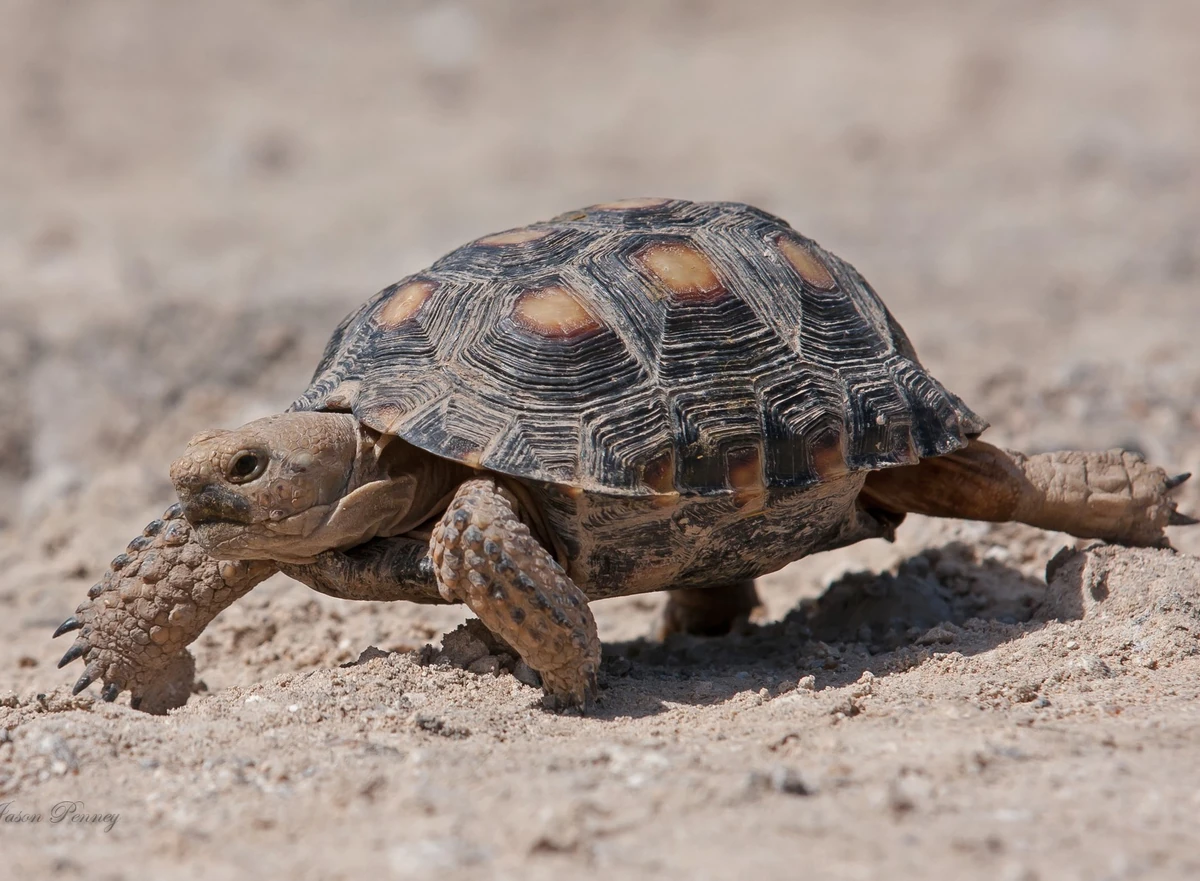 Gopherus berlandieri-Texas Tortoise | Wildlife of the American South ...