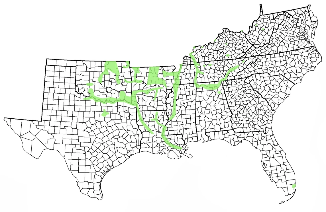 Graptemys ouachitensis-Ouachita Map Turtle | Wildlife of the American ...