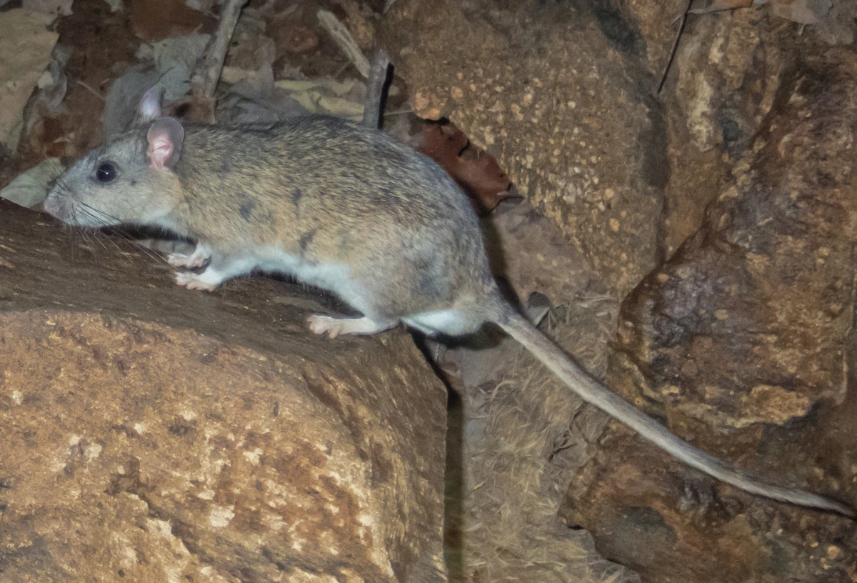 Neotoma magister-Allegheny Woodrat | Wildlife of the American South ...