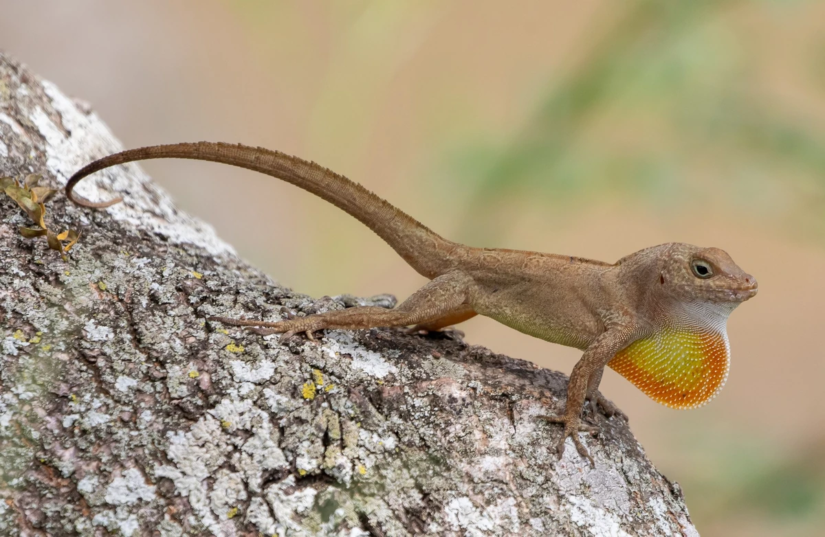 Anolis cristatellus-Crested Anole | Wildlife of the American South Wiki ...