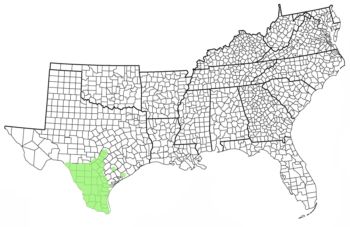 Gopherus berlandieri-Texas Tortoise | Wildlife of the American South ...