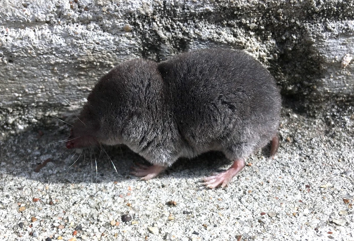 Blarina carolinensis-Southern Short-tailed Shrew | Wildlife of the ...