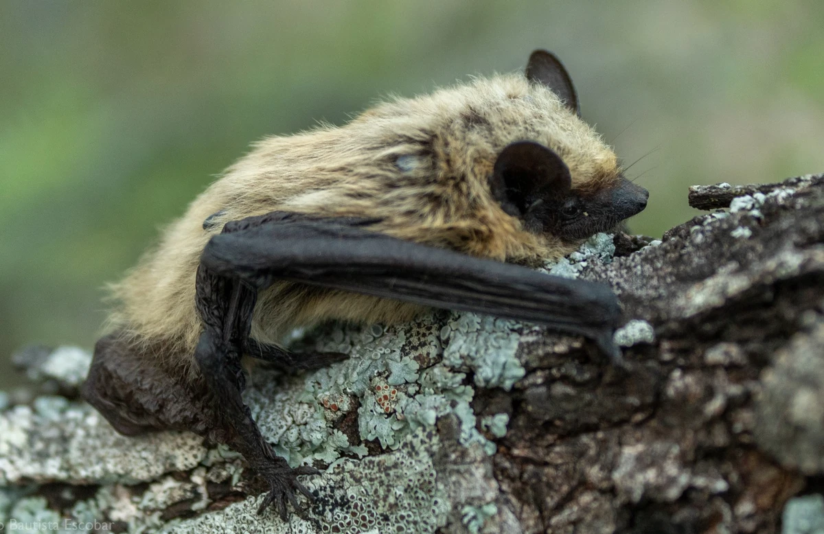 Parastrellus hesperus-Canyon Bat | Wildlife of the American South Wiki ...