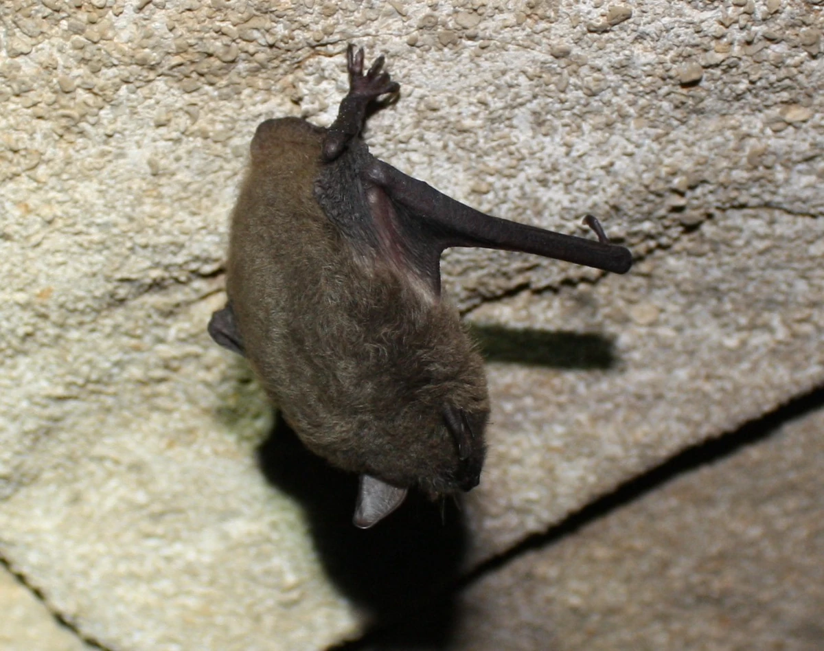 Myotis grisescens-Gray Bat | Wildlife of the American South Wiki | Fandom