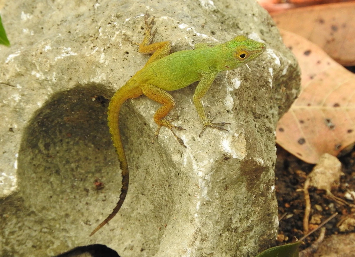 Anolis distichus-Bark Anole | Wildlife of the American South Wiki | Fandom