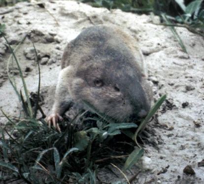 Geomys personatus-Texas Pocket Gopher | Wildlife of the American South ...