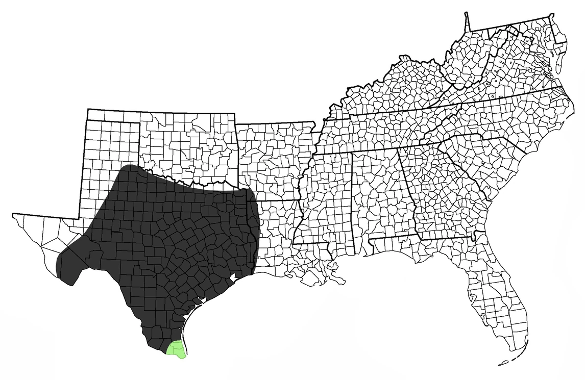 Leopardus pardalis-Ocelot | Wildlife of the American South Wiki | Fandom