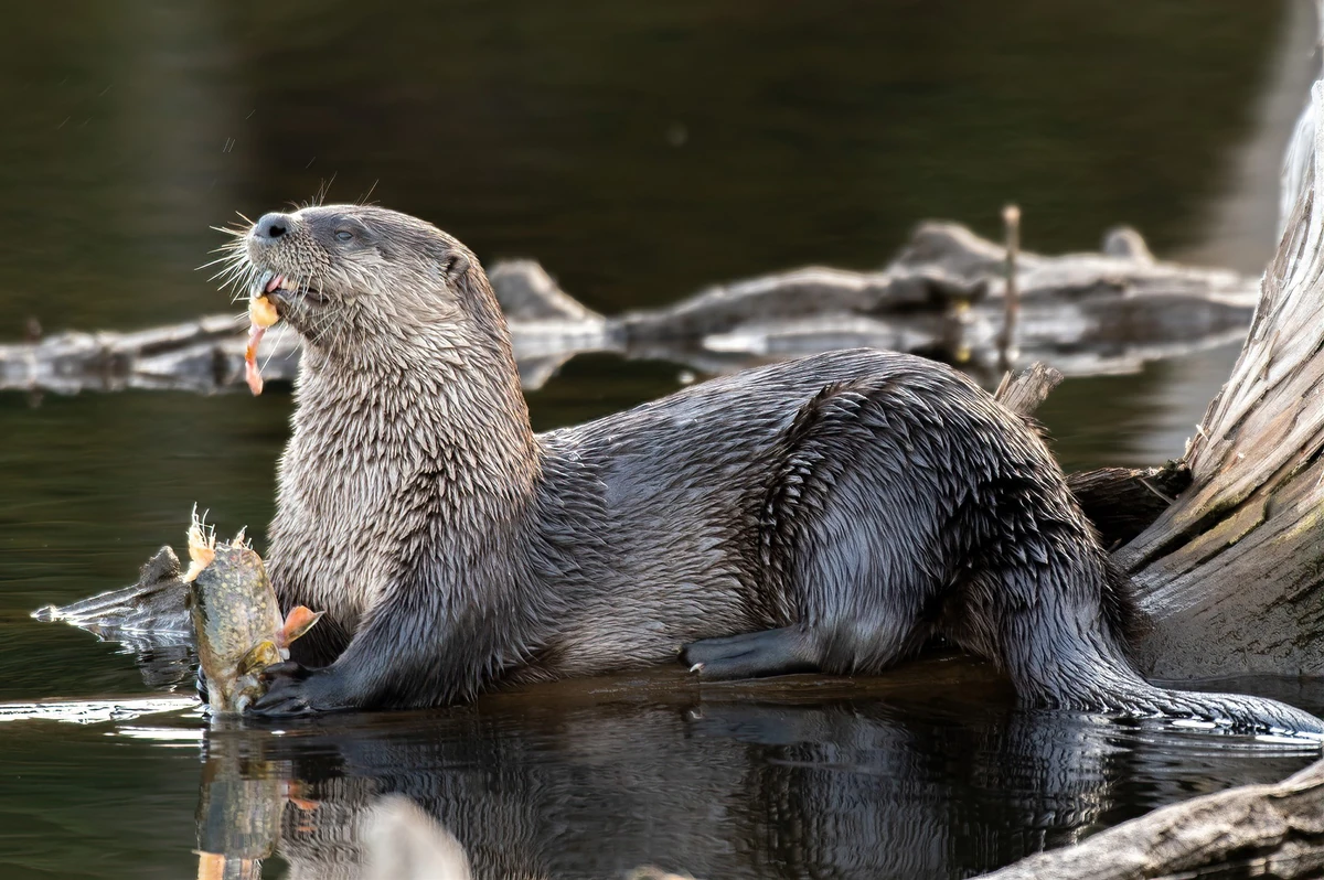Lontra canadensis-North American River Otter | Wildlife of the American ...