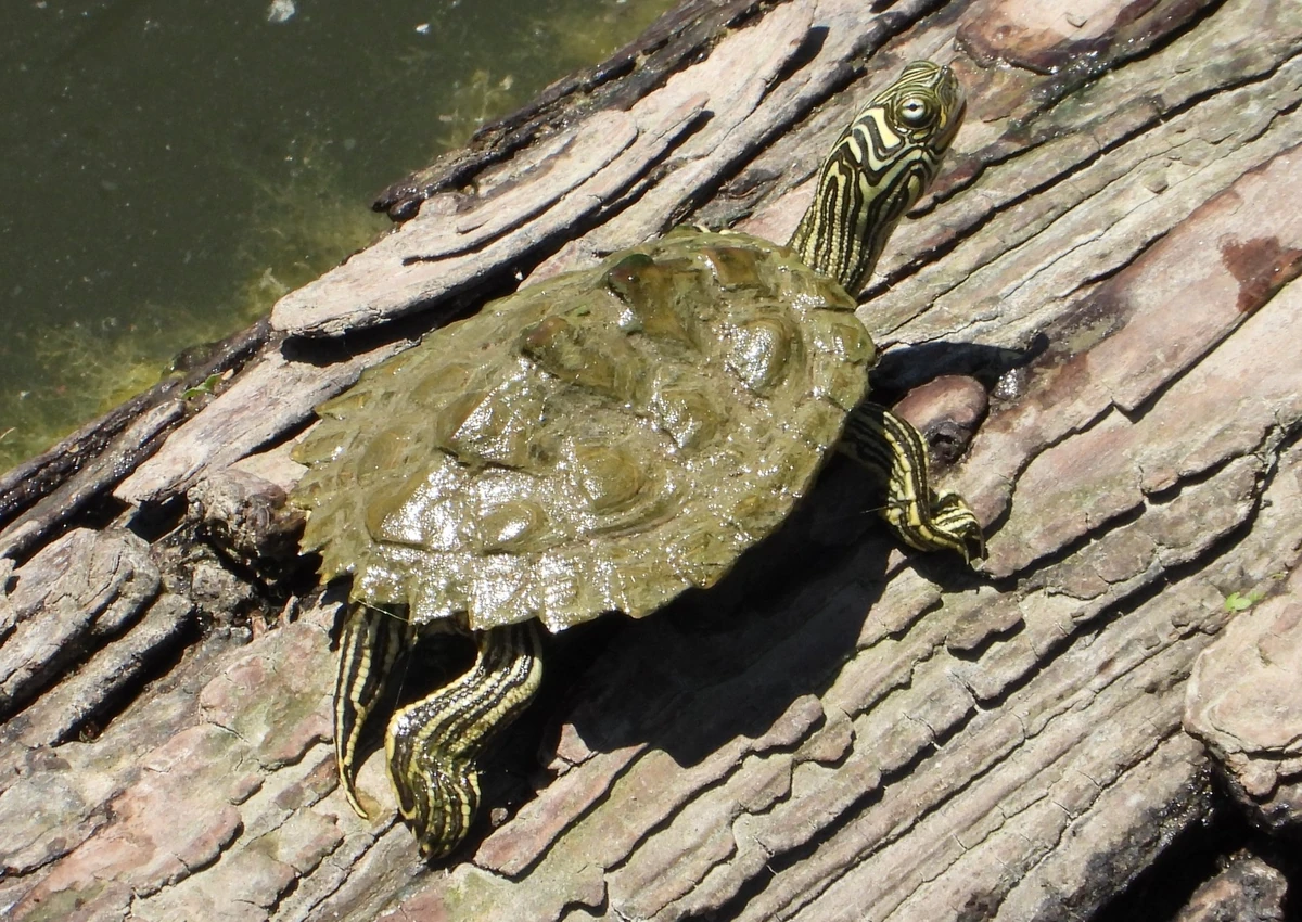 Graptemys caglei-Cagle's Map Turtle | Wildlife of the American South ...