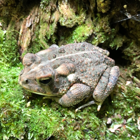 Cryptotis parva-North American Least Shrew | Wildlife of the American ...