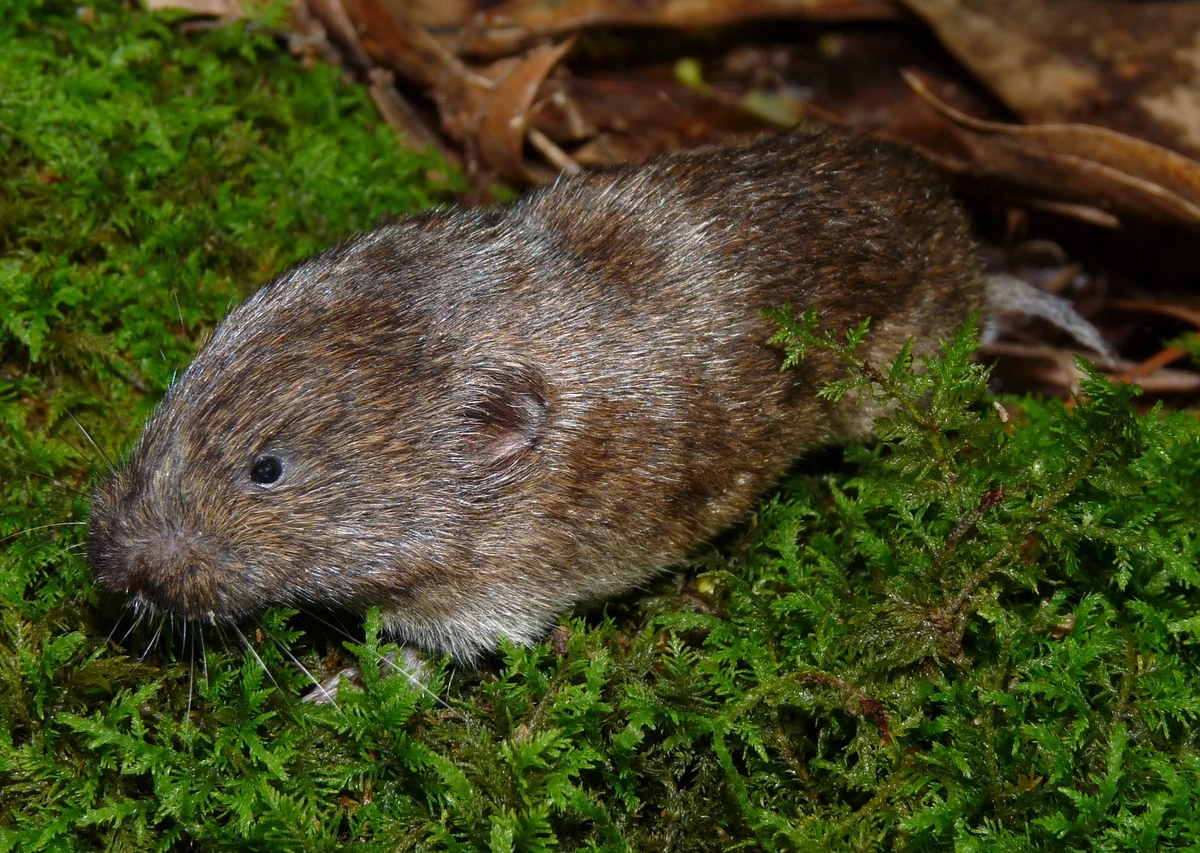 Synaptomys cooperi-Southern Bog Lemming | Wildlife of the American ...