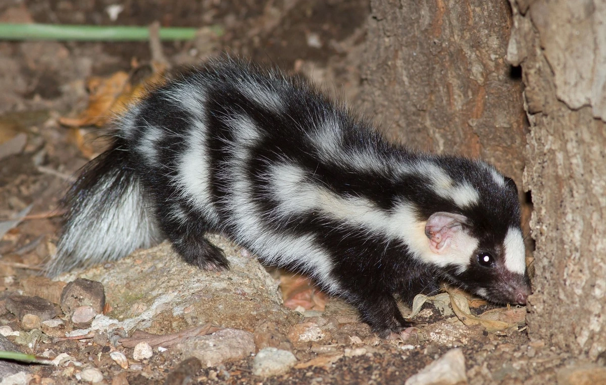 Spilogale gracilis-Western Spotted Skunk | Wildlife of the American South Wiki | Fandom
