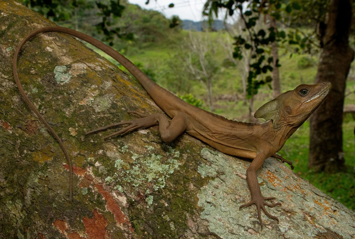 Basiliscus vittatus-Brown Basilisk | Wildlife of the American South ...