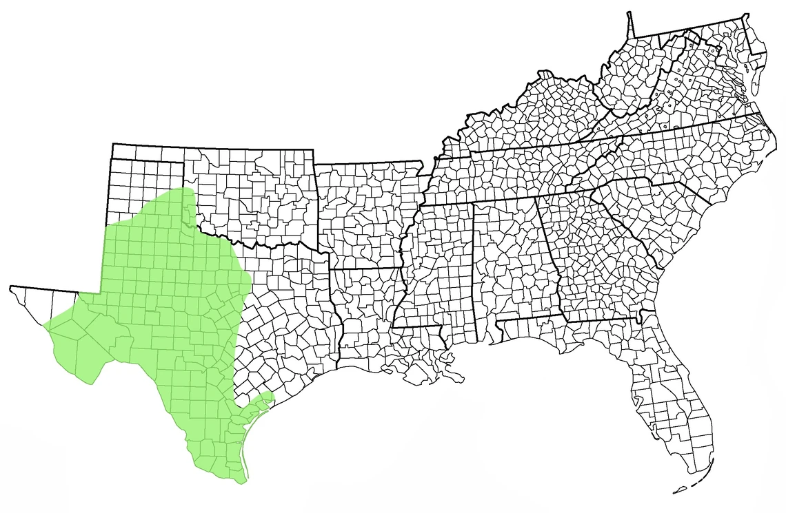 Perognathus merriami-Merriam's Pocket Mouse | Wildlife of the American ...