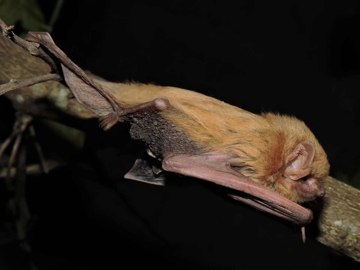 Dasypterus ega-Southern Yellow Bat | Wildlife of the American South ...