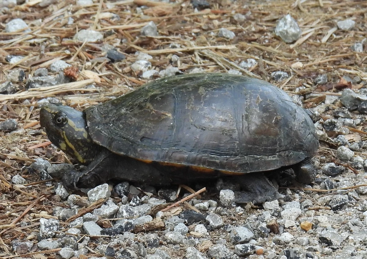 Kinosternon subrubrum-Eastern Mud Turtle | Wildlife of the American ...