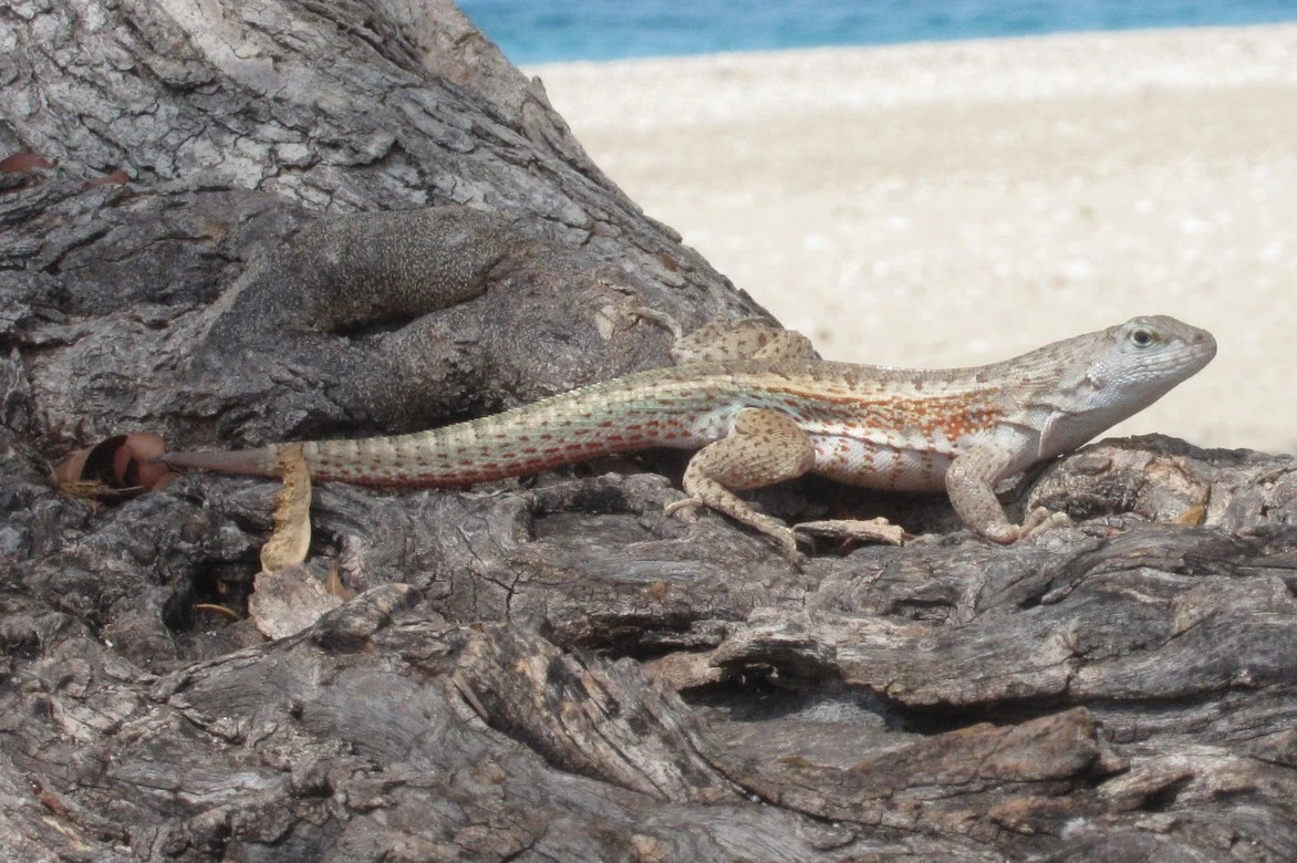 Leiocephalus schreibersii-Red-sided Curly-tailed Lizard | Wildlife of ...