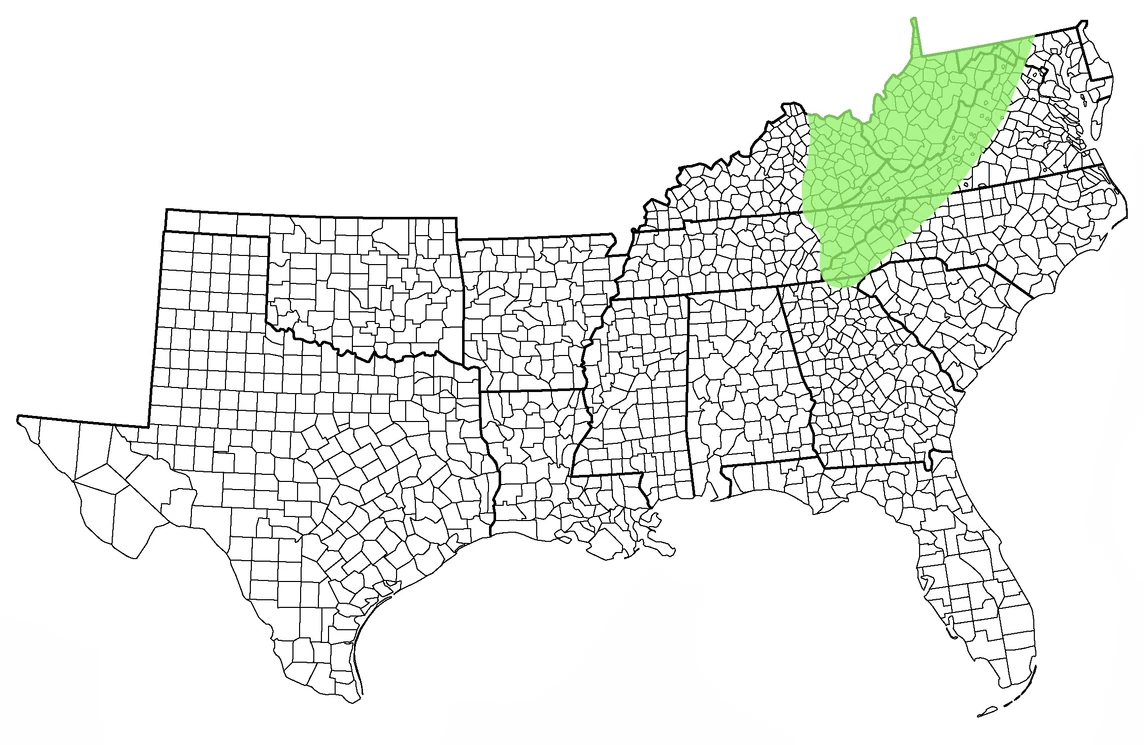 Parascalops breweri-Hairy-tailed Mole | Wildlife of the American South ...