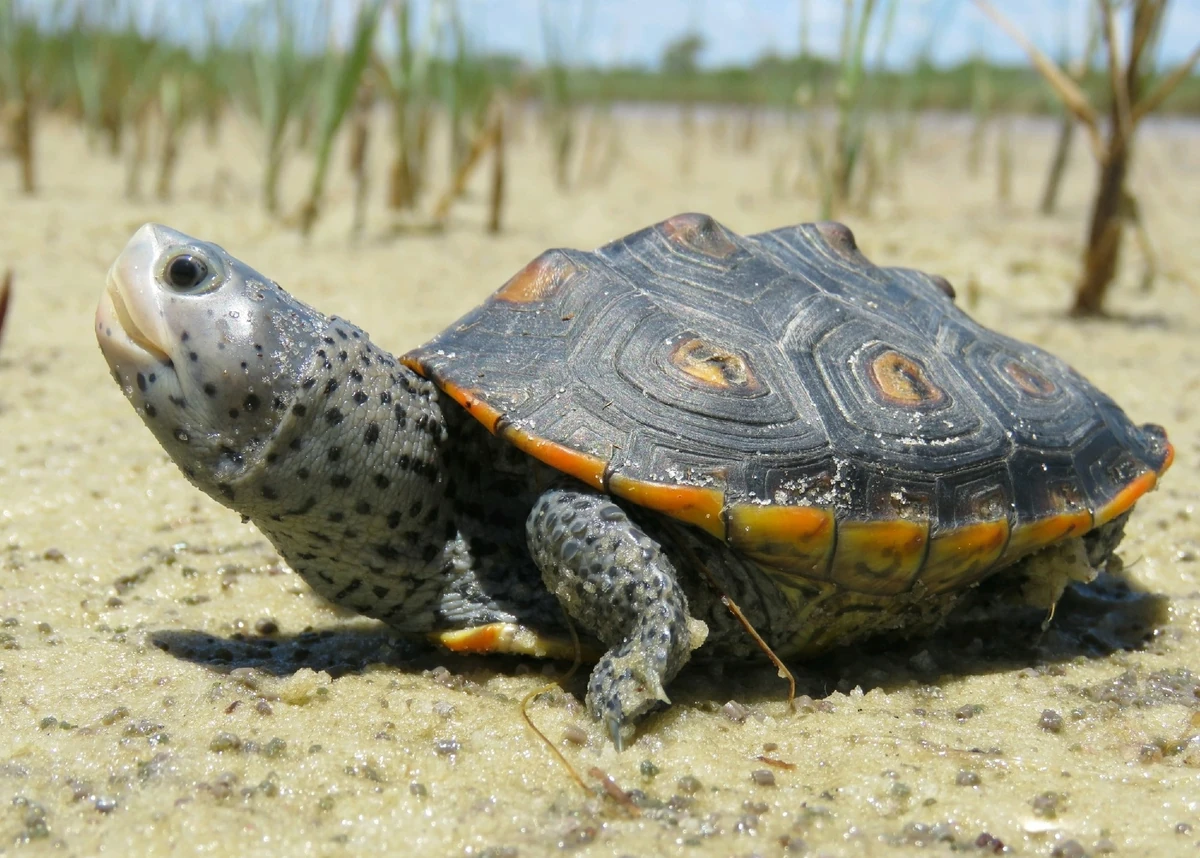 Malaclemys terrapin-Diamondback Terrapin | Wildlife of the American ...