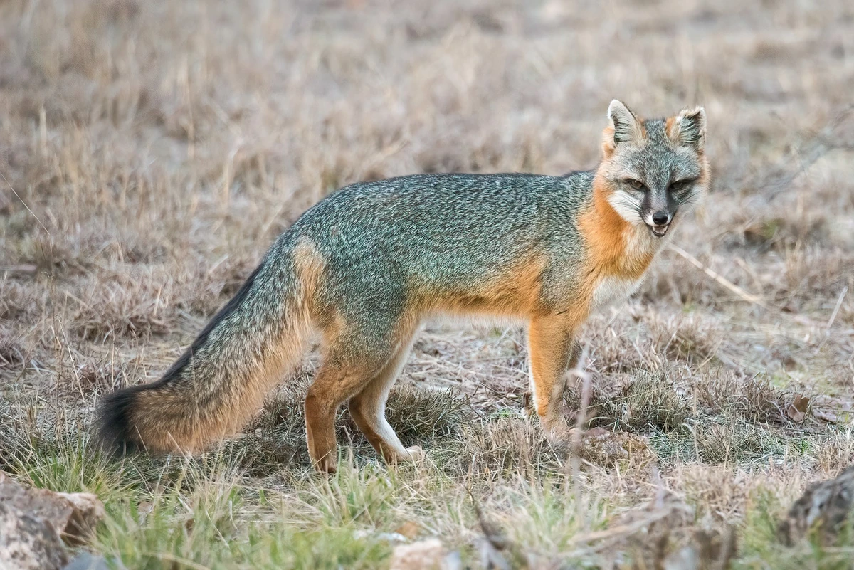 Urocyon cinereoargenteus-Gray Fox | Wildlife of the American South Wiki ...