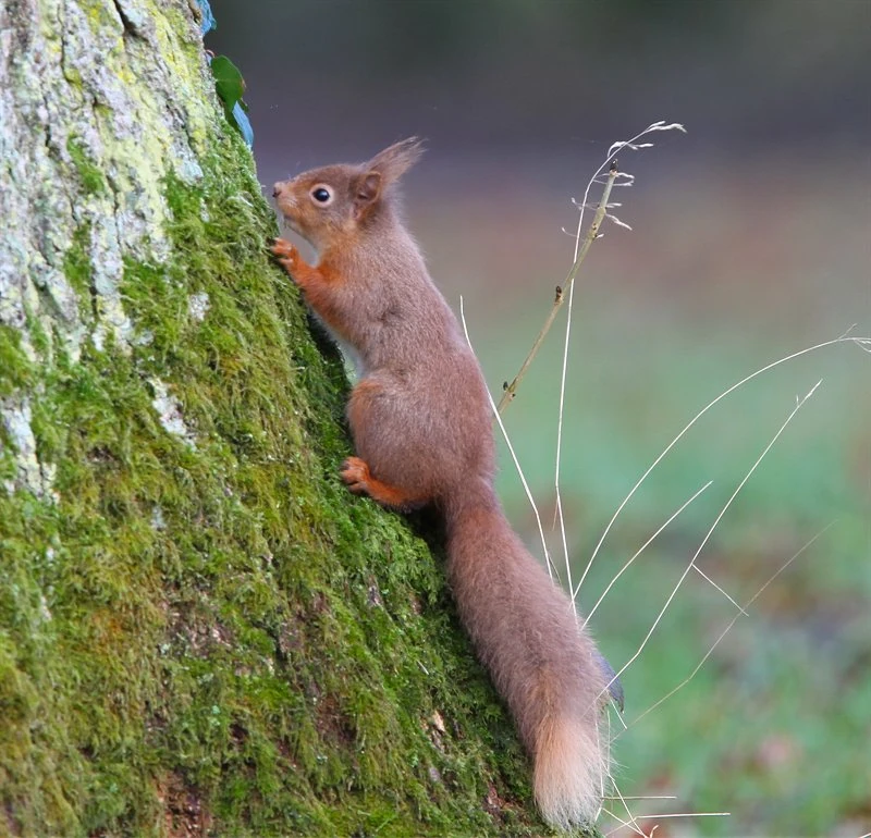 Red squirrel | Wildlife world Wiki | Fandom