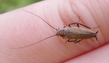 Tawny Cockroach | Wildlife of Alberta Wiki | Fandom