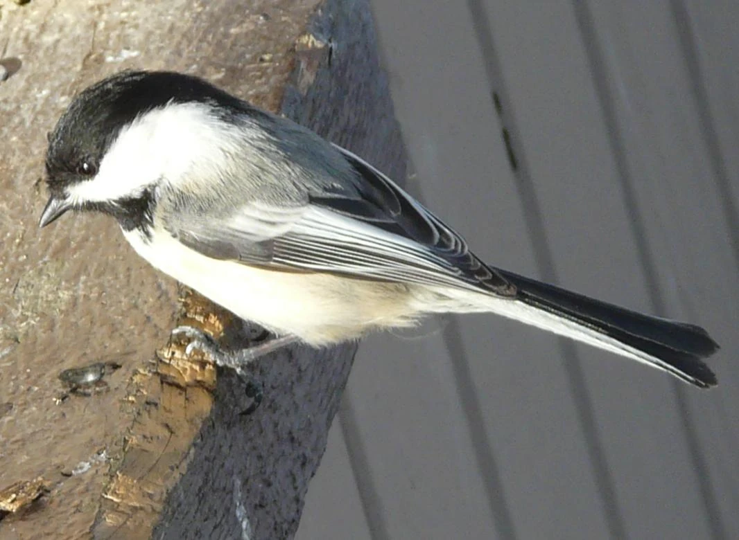 What is the Name of a Perching Bird: Top Facts You Must Know - Birds