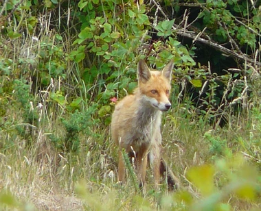 Red Fox | Wildlife of Alberta Wiki | Fandom
