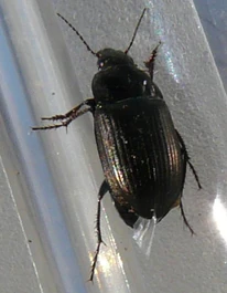 Amara sp. | Wildlife of Alberta Wiki | Fandom