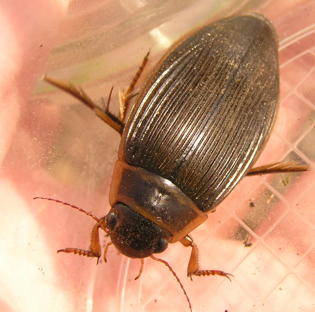 Dytiscus circumcinctus | Wildlife of Alberta Wiki | Fandom