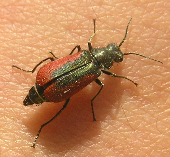 Scarlet Malachite beetle | Wildlife of Alberta Wiki | Fandom
