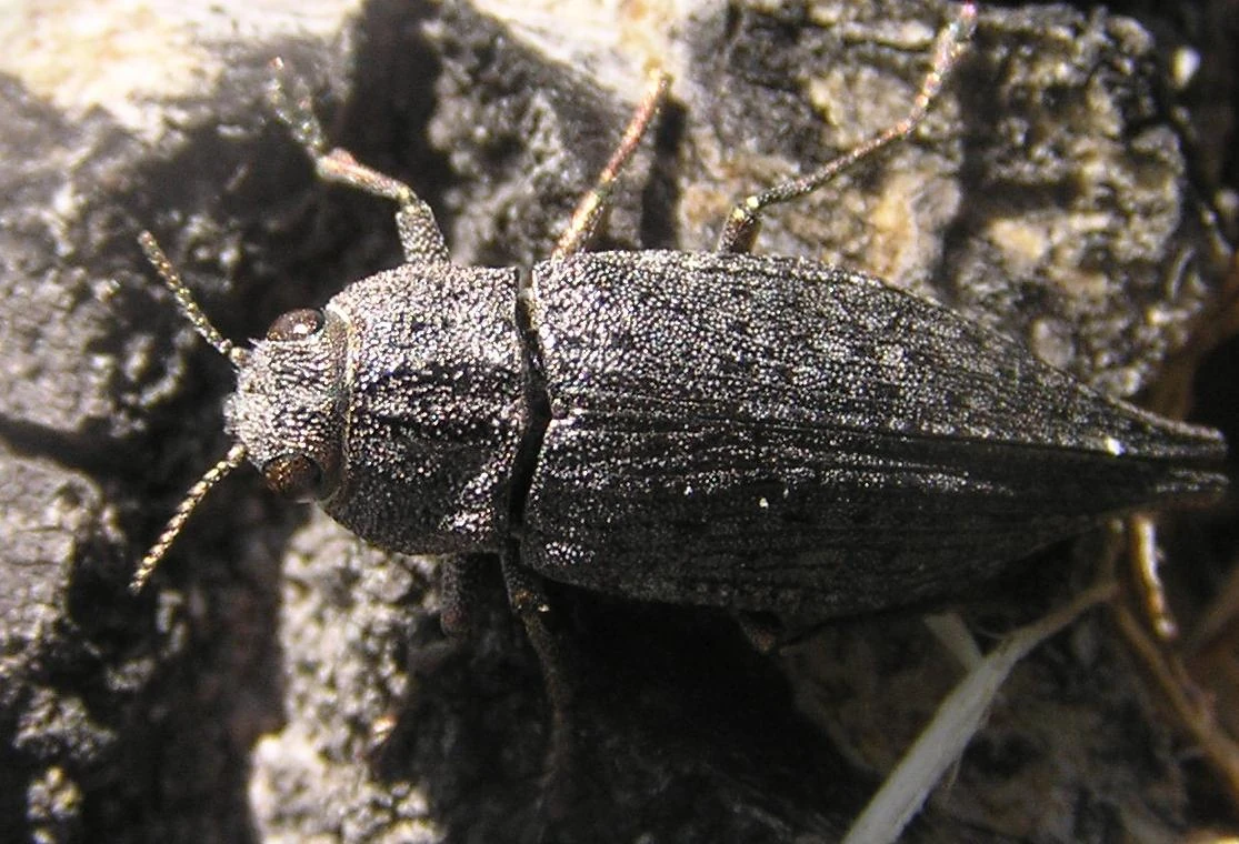 Flathead poplar borer | Wildlife of Alberta Wiki | Fandom