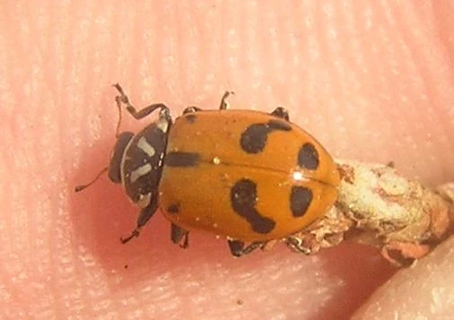 Sinuate ladybird | Wildlife of Alberta Wiki | Fandom