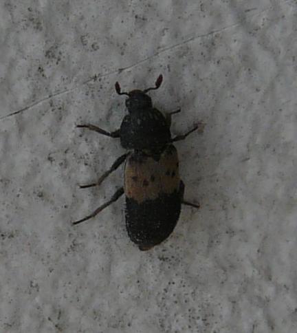 Larder beetle | Wildlife of Alberta Wiki | Fandom