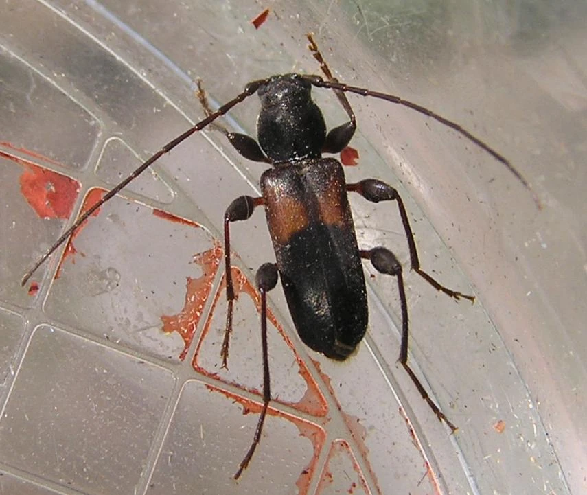 Phymatodes dimidatus | Wildlife of Alberta Wiki | Fandom