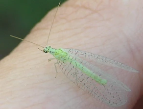 Chrysopa chi | Wildlife of Alberta Wiki | Fandom